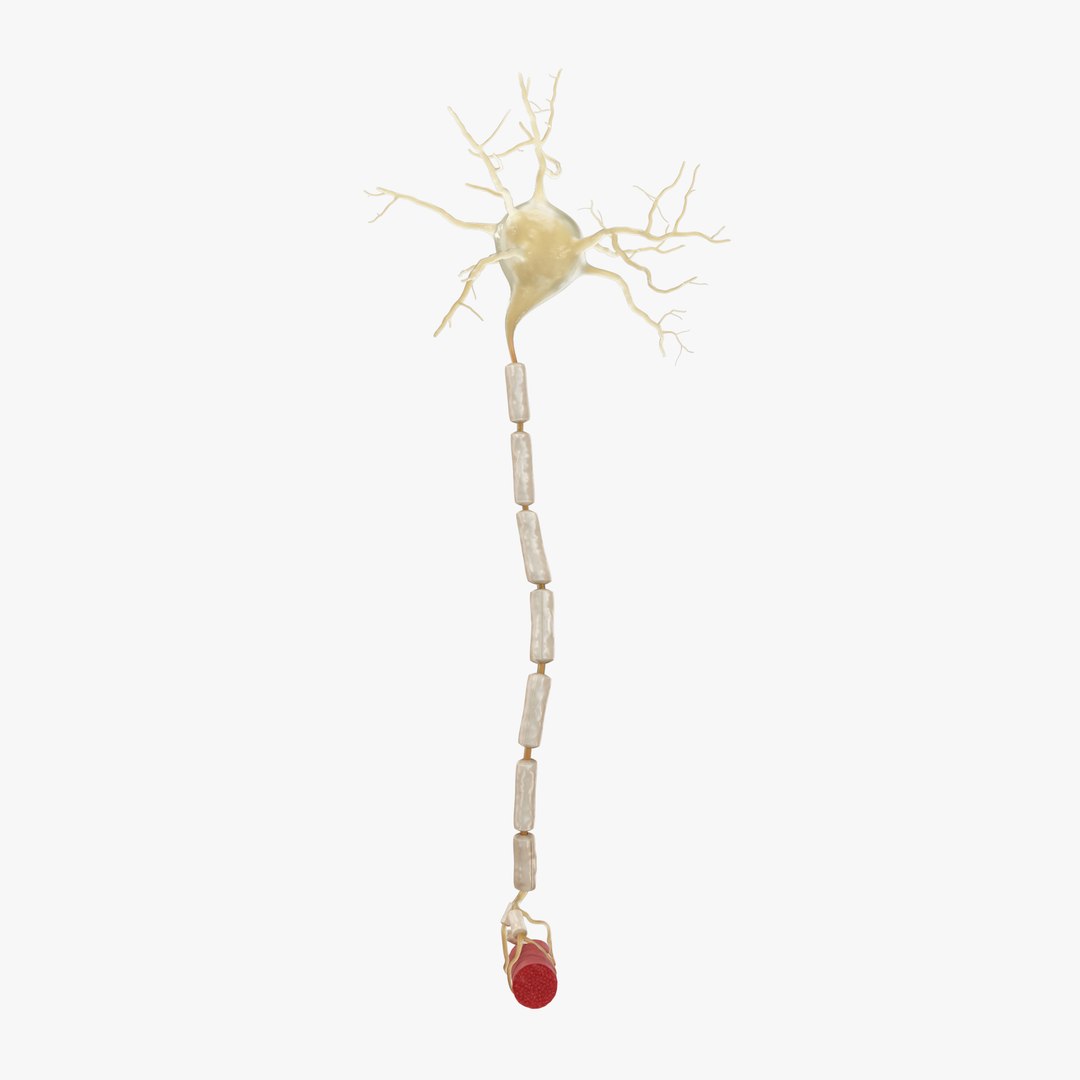 3D Motor Neuron 2 Model - TurboSquid 1159940