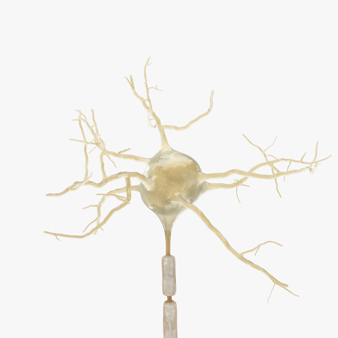 3D Motor Neuron 2 Model - TurboSquid 1159940
