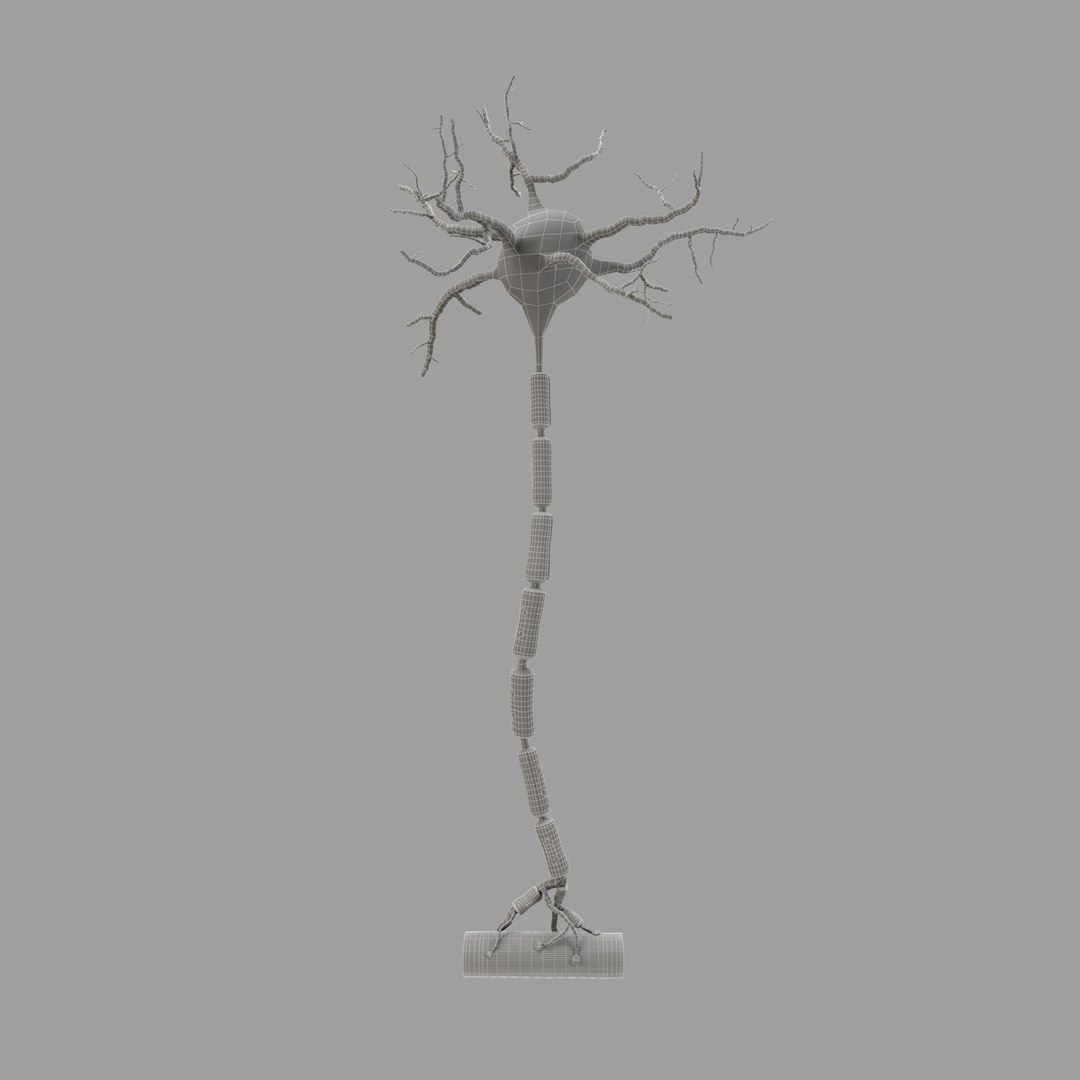 3D Motor Neuron 2 Model - TurboSquid 1159940