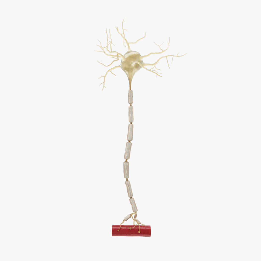 3D Motor Neuron 2 Model - TurboSquid 1159940