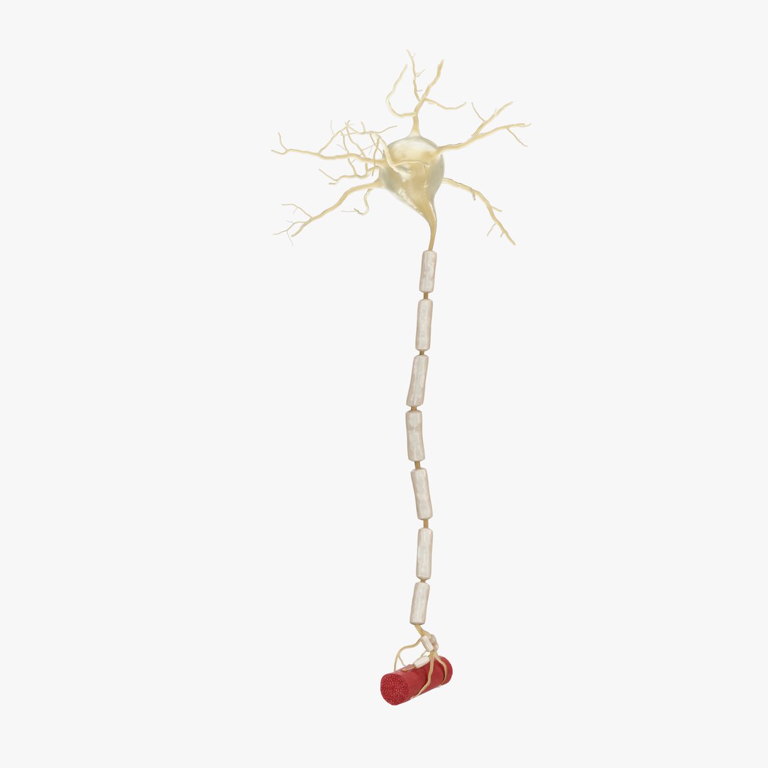 3D Motor Neuron 2 Model - TurboSquid 1159940