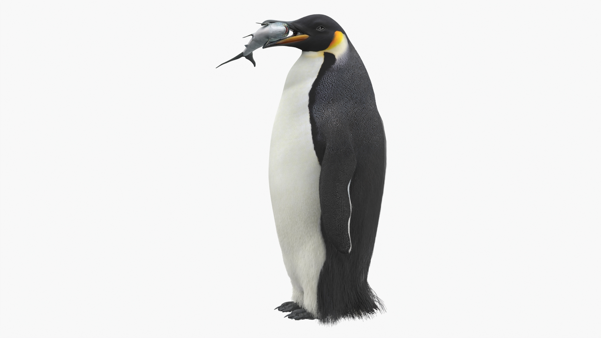 3D Model Adult Emperor Penguin Eating Fish Fur - TurboSquid 2466158