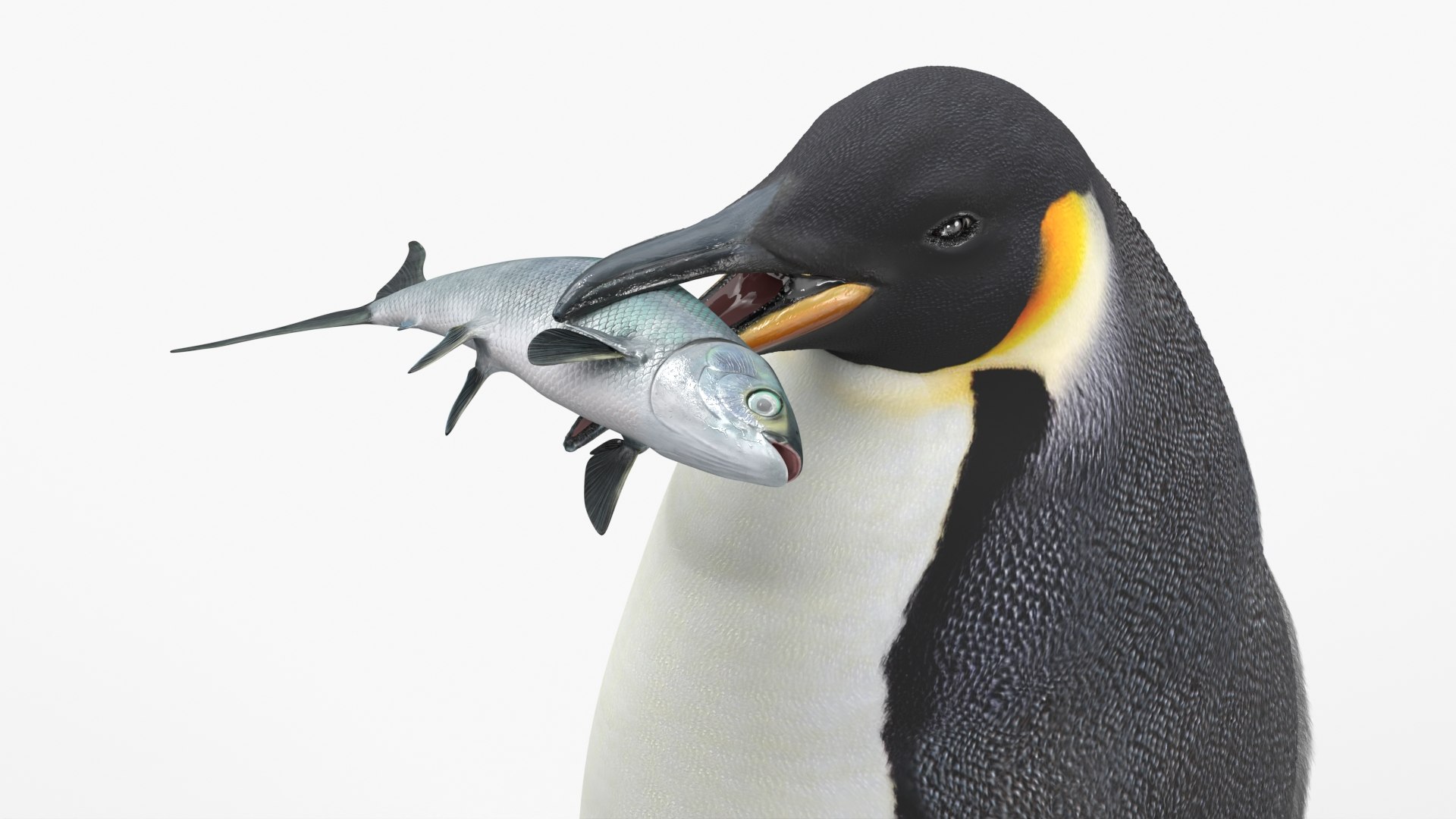 3D Model Adult Emperor Penguin Eating Fish Fur - TurboSquid 2466158
