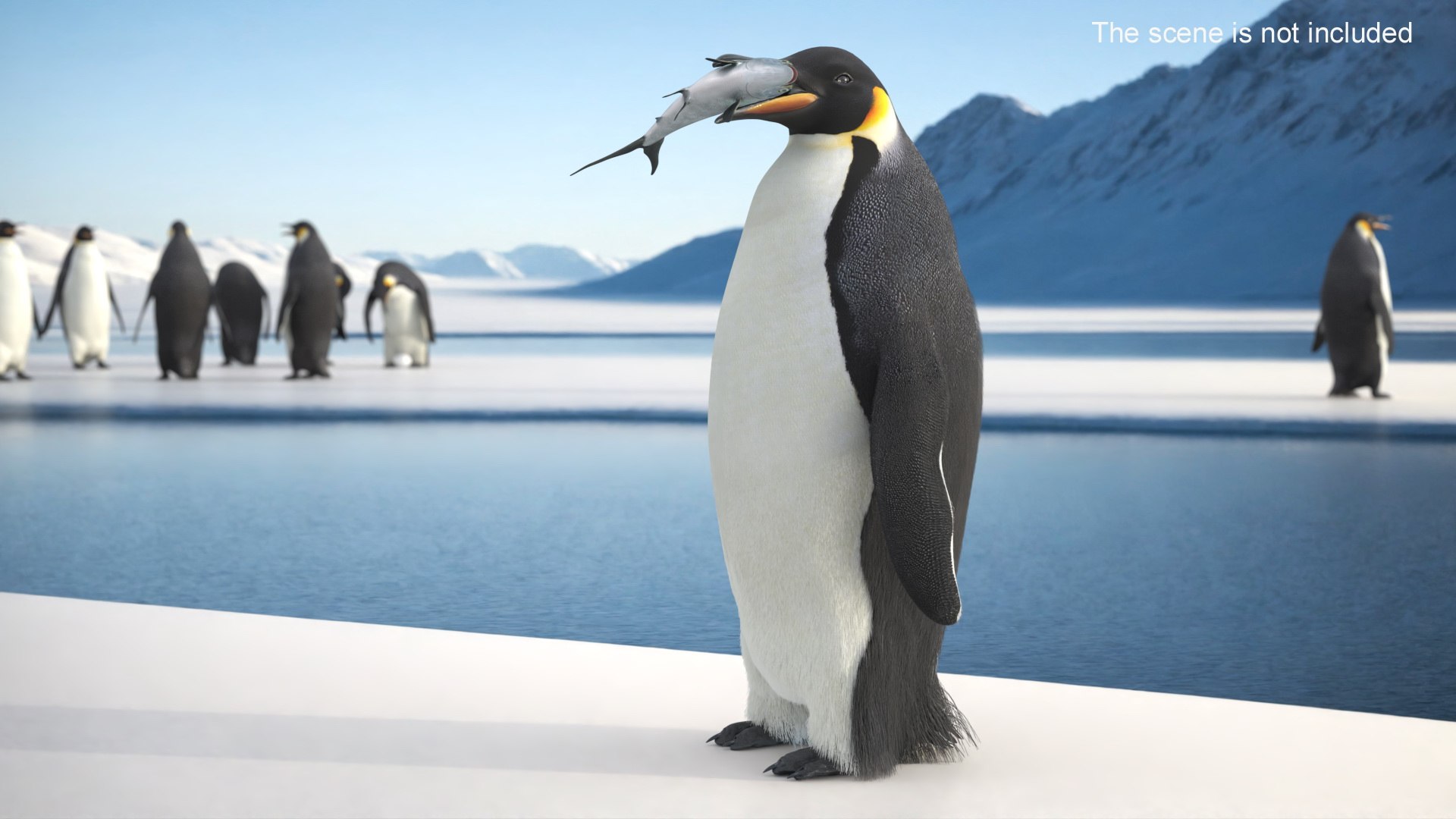 3D Model Adult Emperor Penguin Eating Fish Fur - TurboSquid 2466158