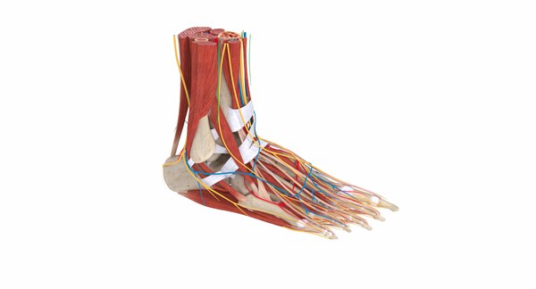 3D model complete human foot anatomy muscles - TurboSquid 1432882