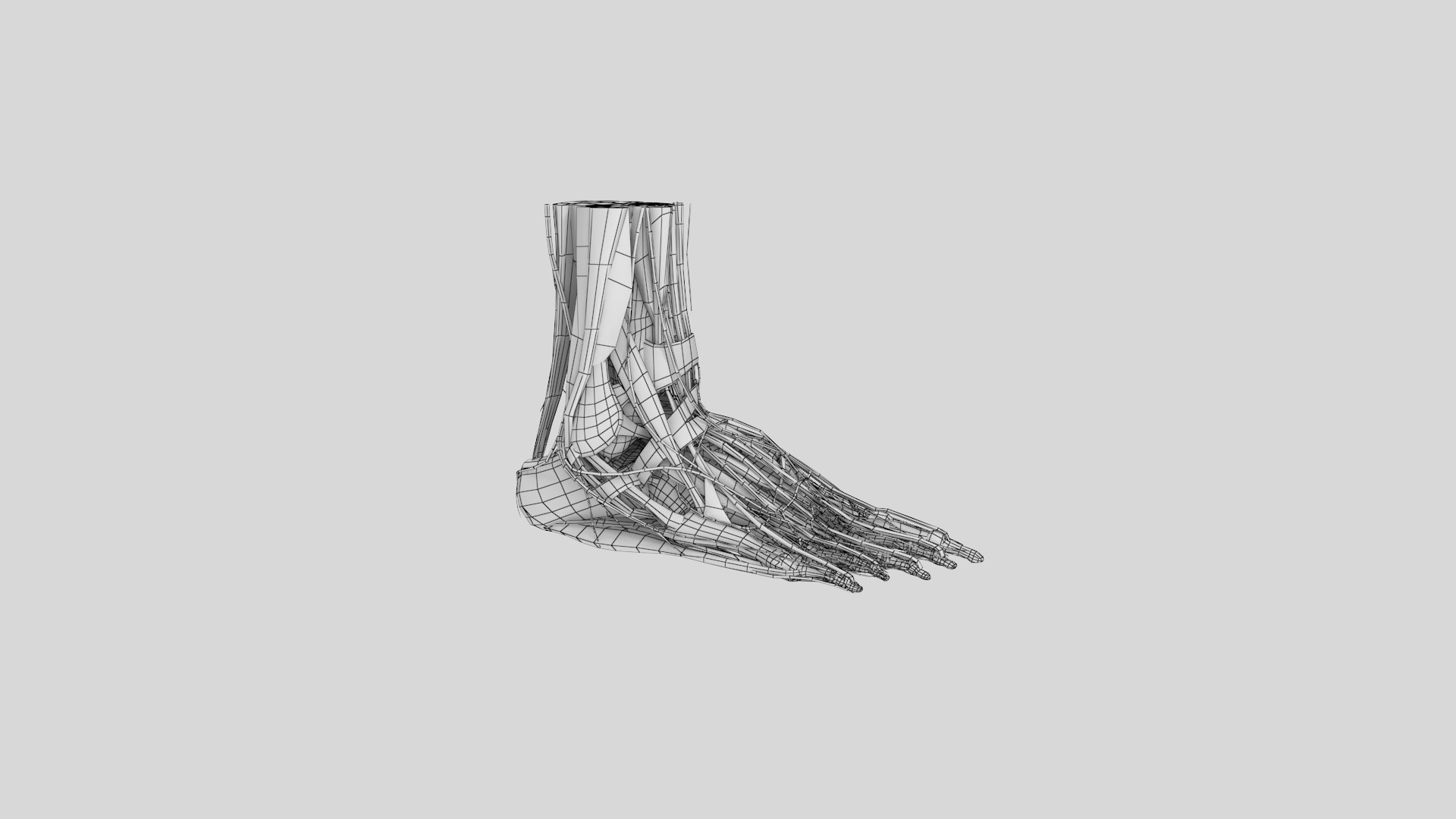 3D Model Complete Human Foot Anatomy Muscles - TurboSquid 1432882