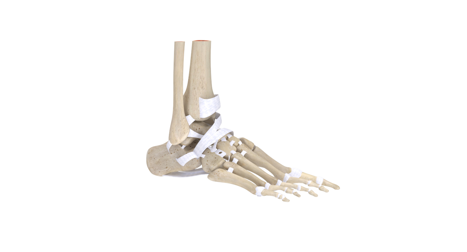 3D Model Complete Human Foot Anatomy Muscles - TurboSquid 1432882