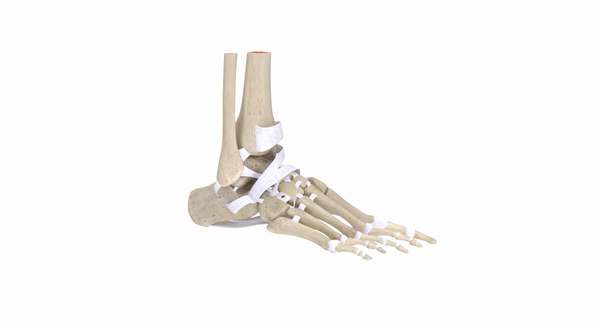 3D model complete human foot anatomy muscles - TurboSquid 1432882