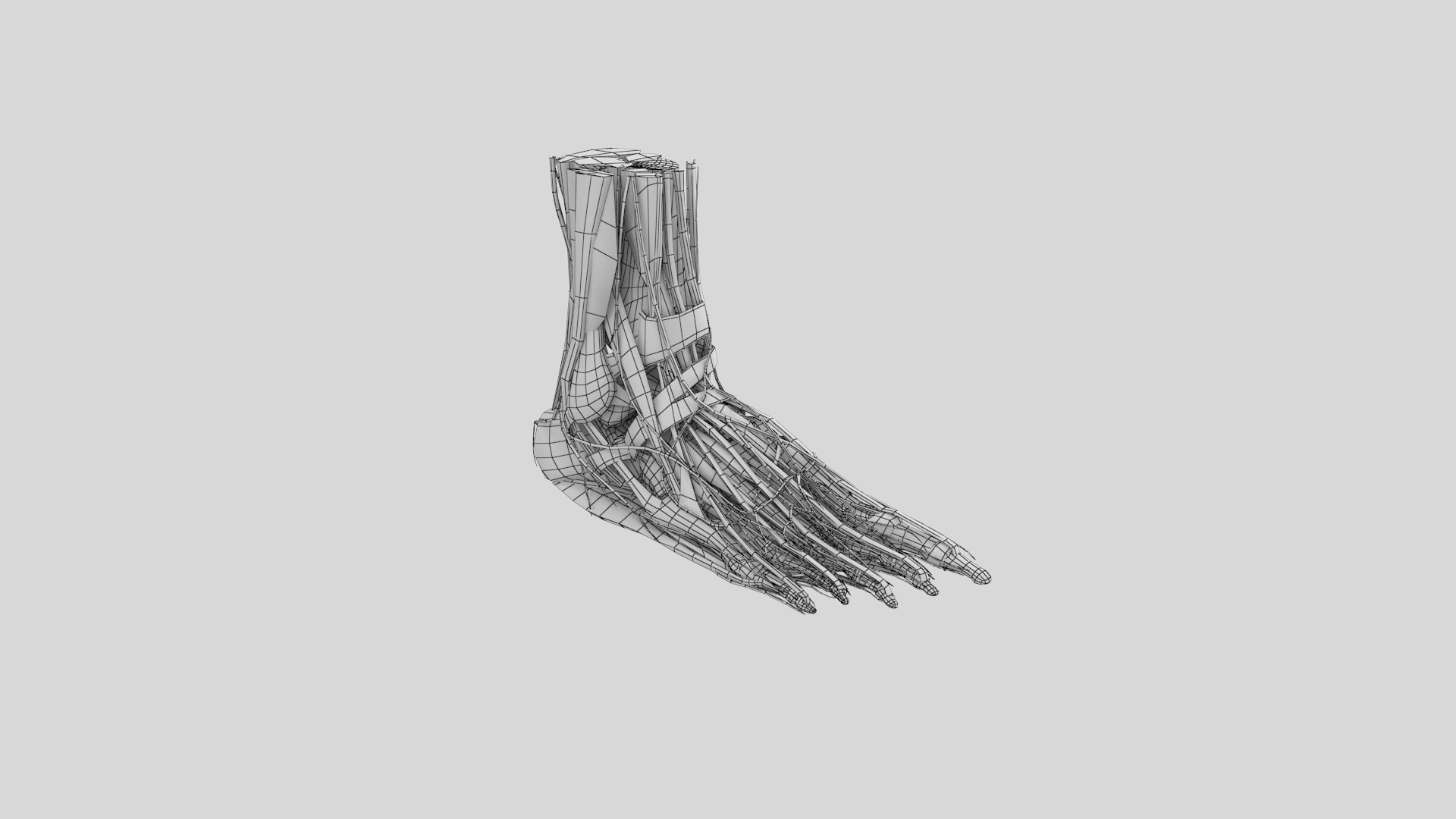3D Model Complete Human Foot Anatomy Muscles - TurboSquid 1432882