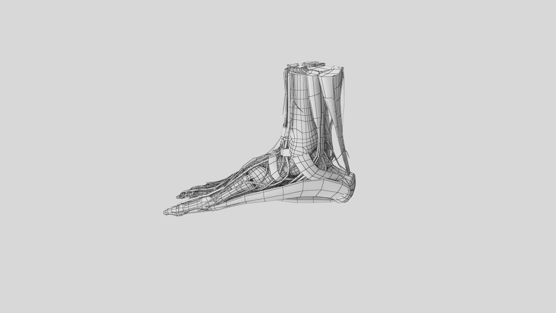 3D Model Complete Human Foot Anatomy Muscles - TurboSquid 1432882
