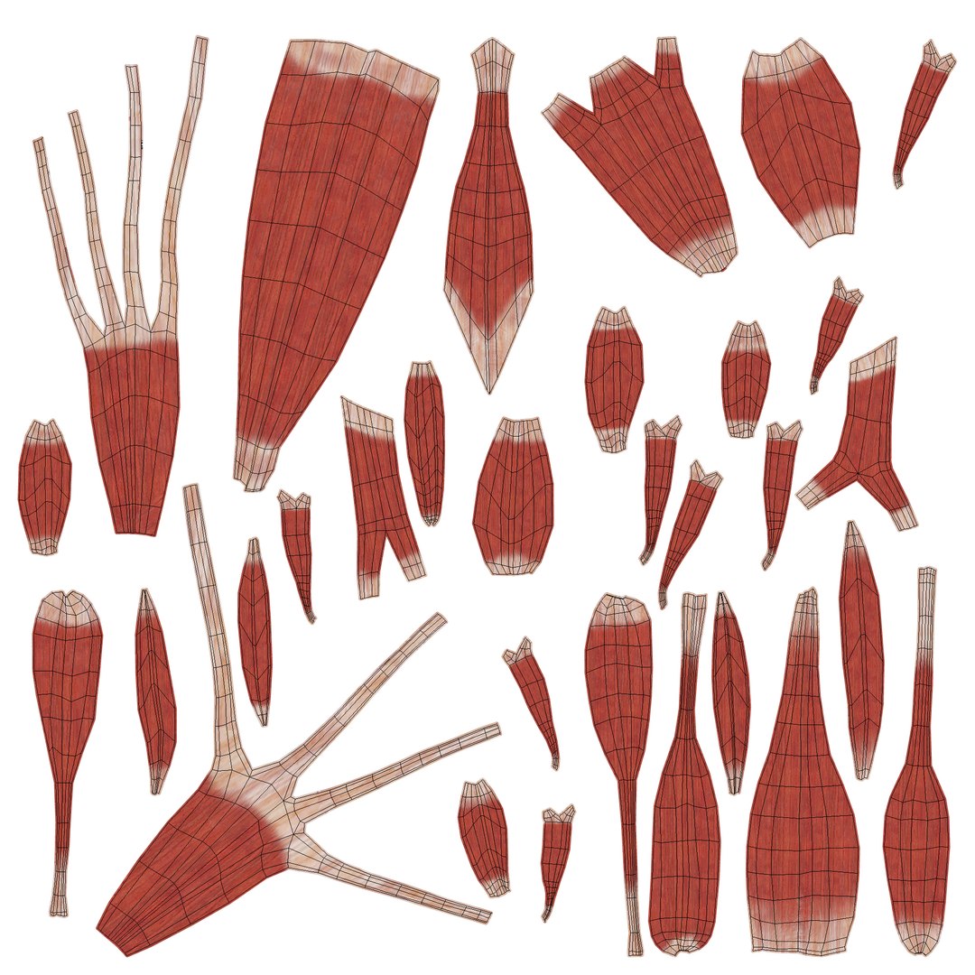 3D Model Complete Human Foot Anatomy Muscles - TurboSquid 1432882