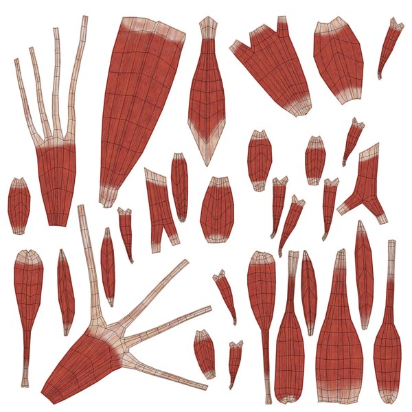 3D model complete human foot anatomy muscles - TurboSquid 1432882