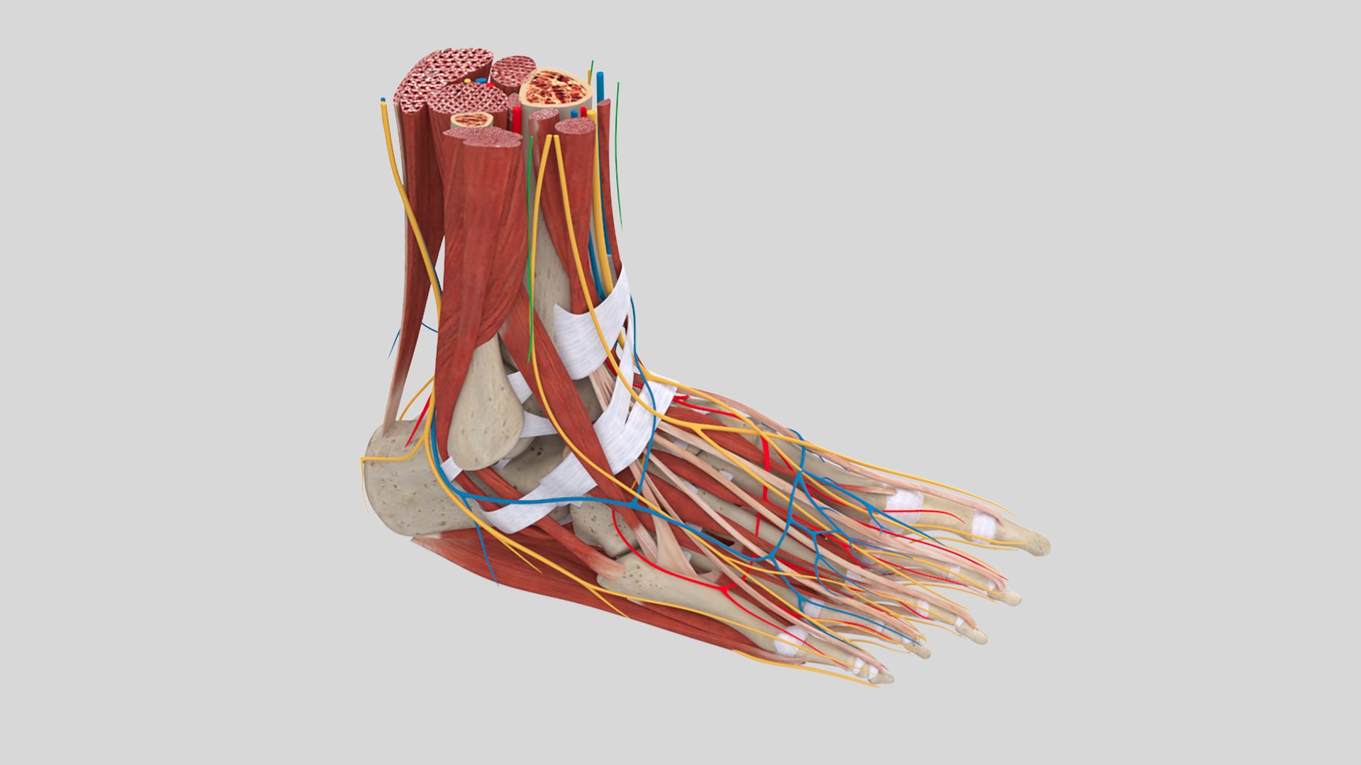 3D Model Complete Human Foot Anatomy Muscles - TurboSquid 1432882