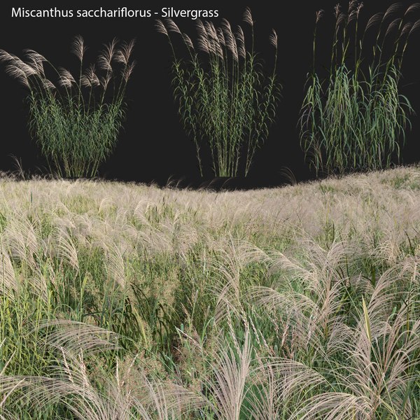modelo 3d Miscanthus sacchariflorus - Hierba plateada - TurboSquid 1972568