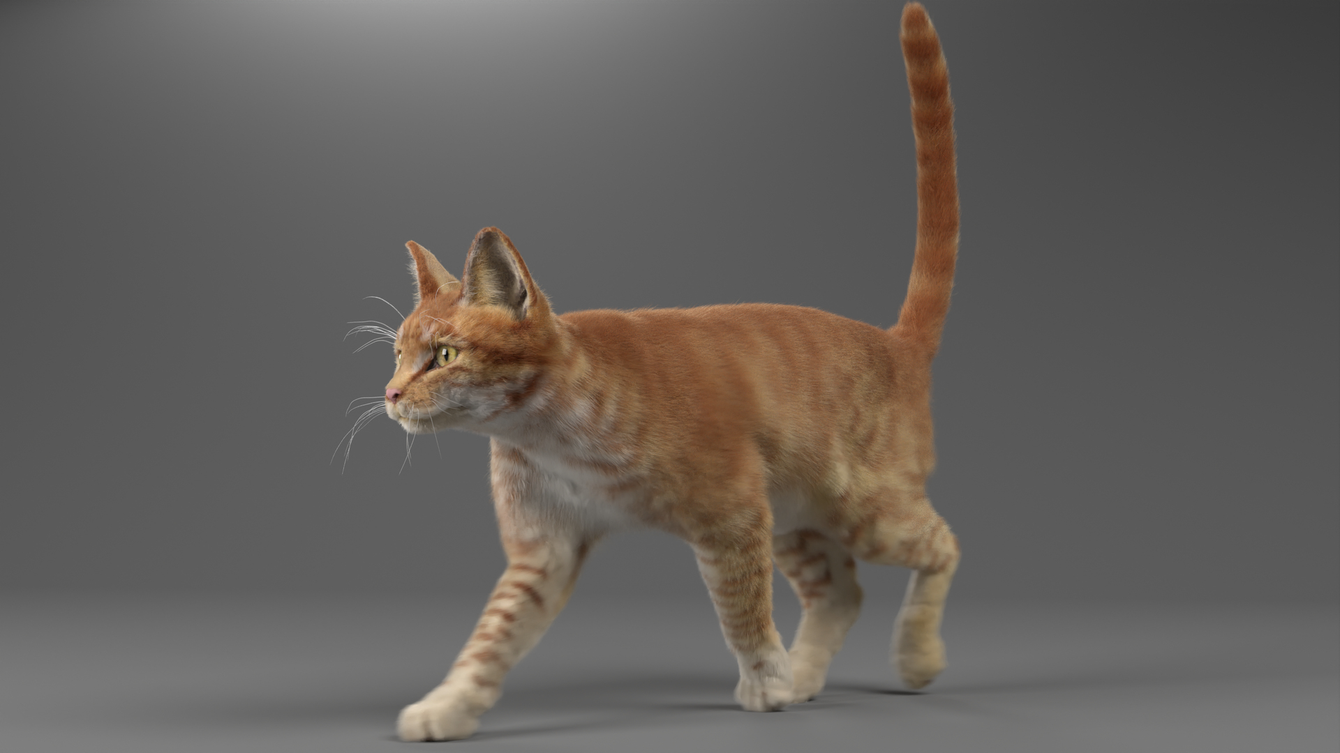 Cat Red Tabby ANIMATED Model - TurboSquid 2043860