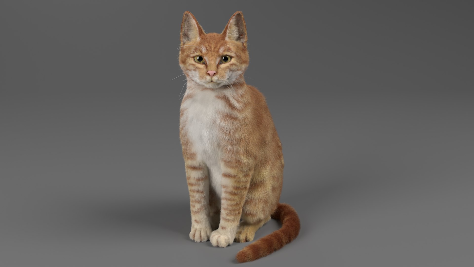 Cat Red Tabby ANIMATED Model - TurboSquid 2043860