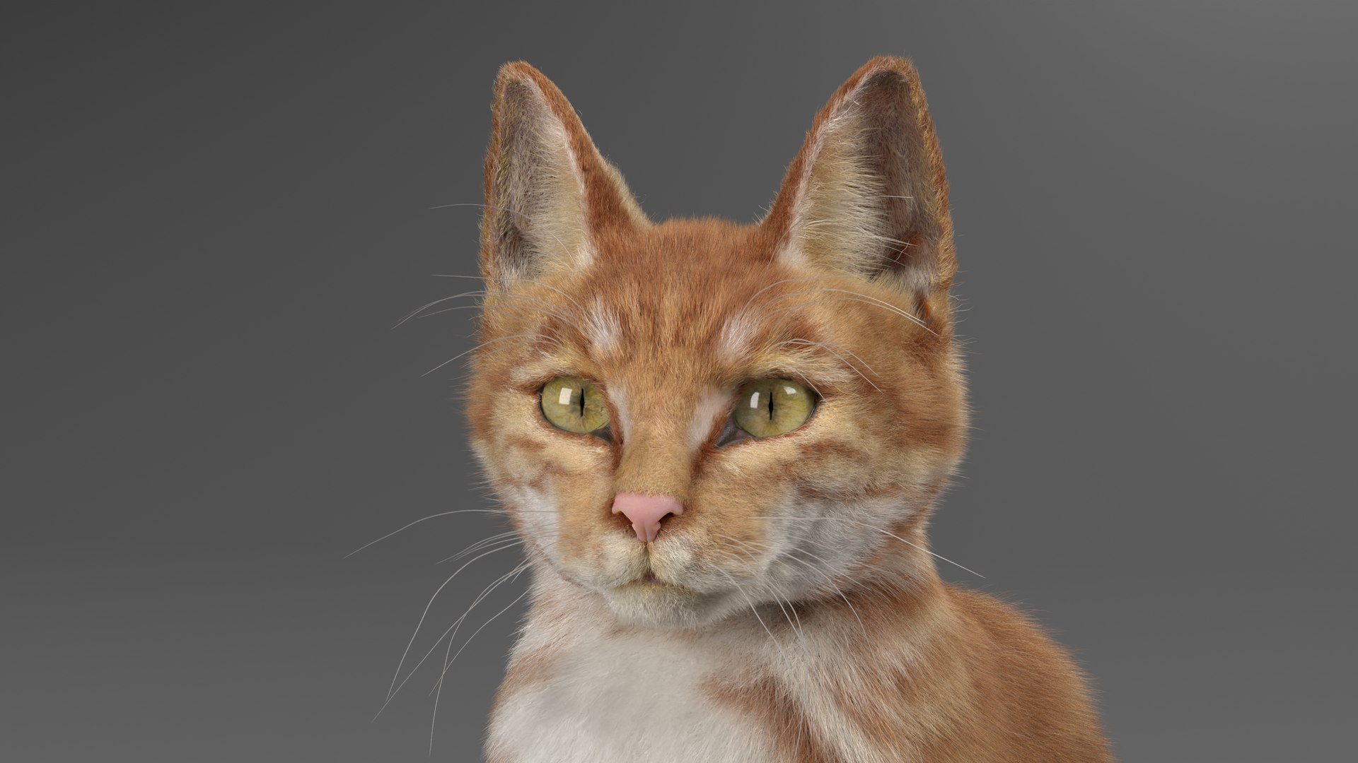 Cat Red Tabby ANIMATED model - TurboSquid 2043860