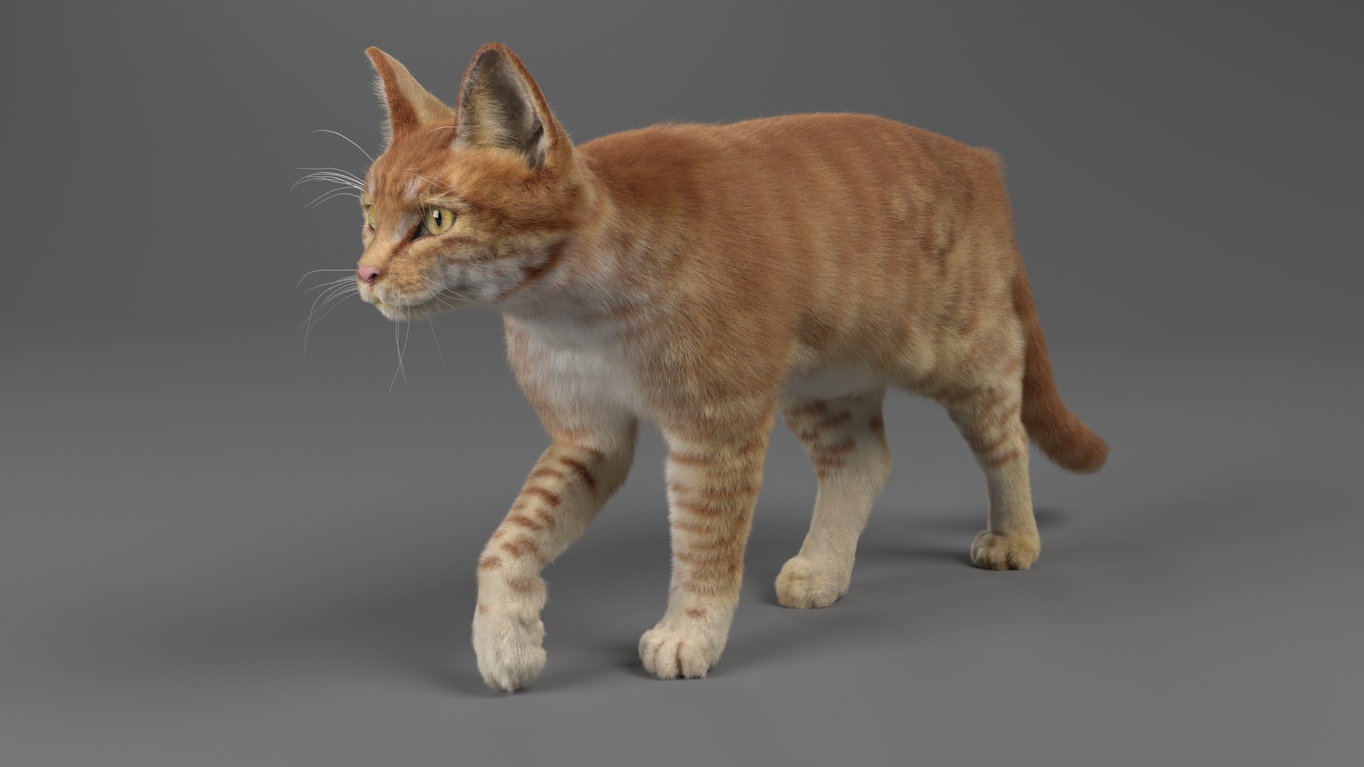 Cat Red Tabby ANIMATED Model - TurboSquid 2043860