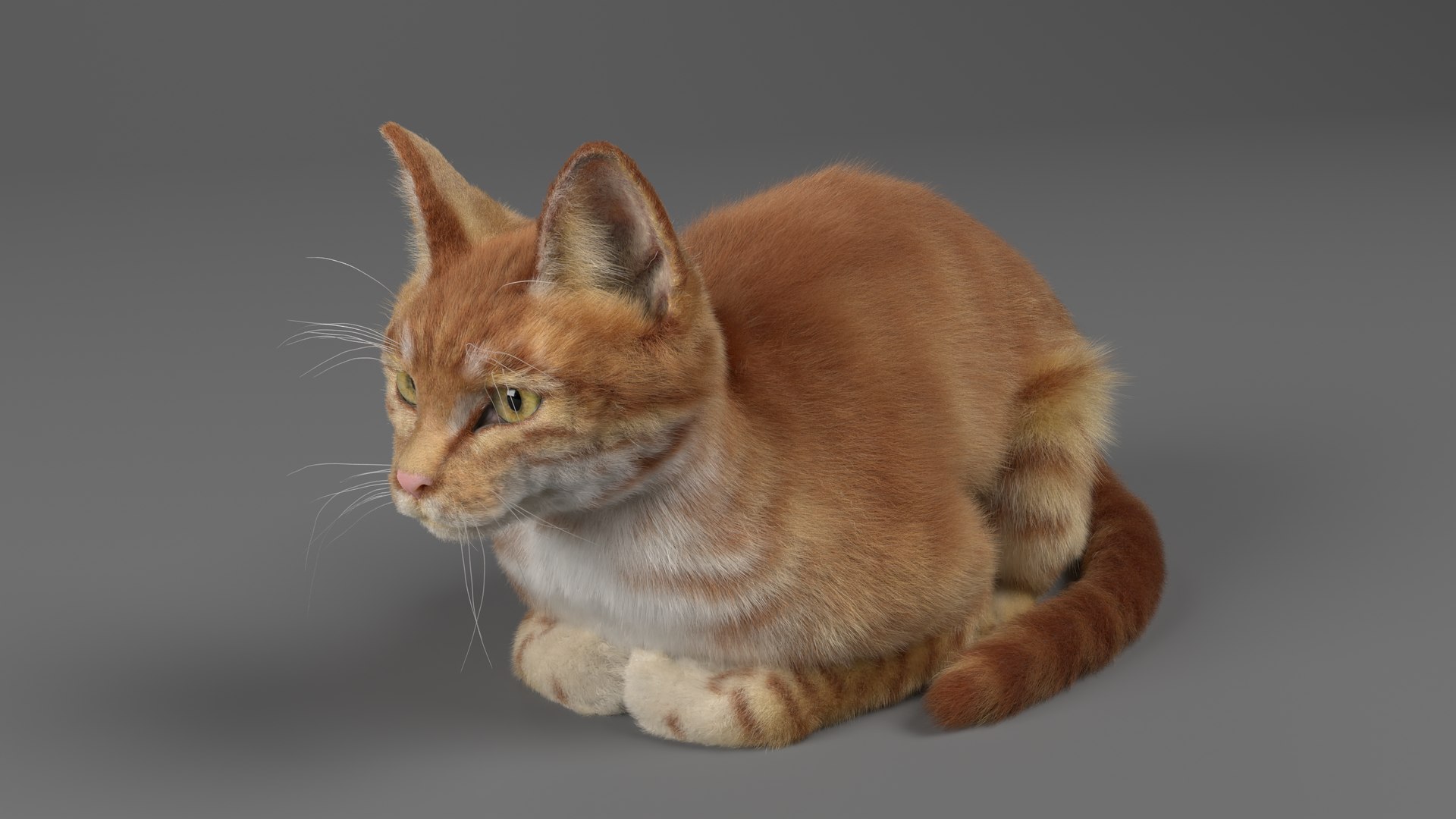 Cat Red Tabby ANIMATED model - TurboSquid 2043860