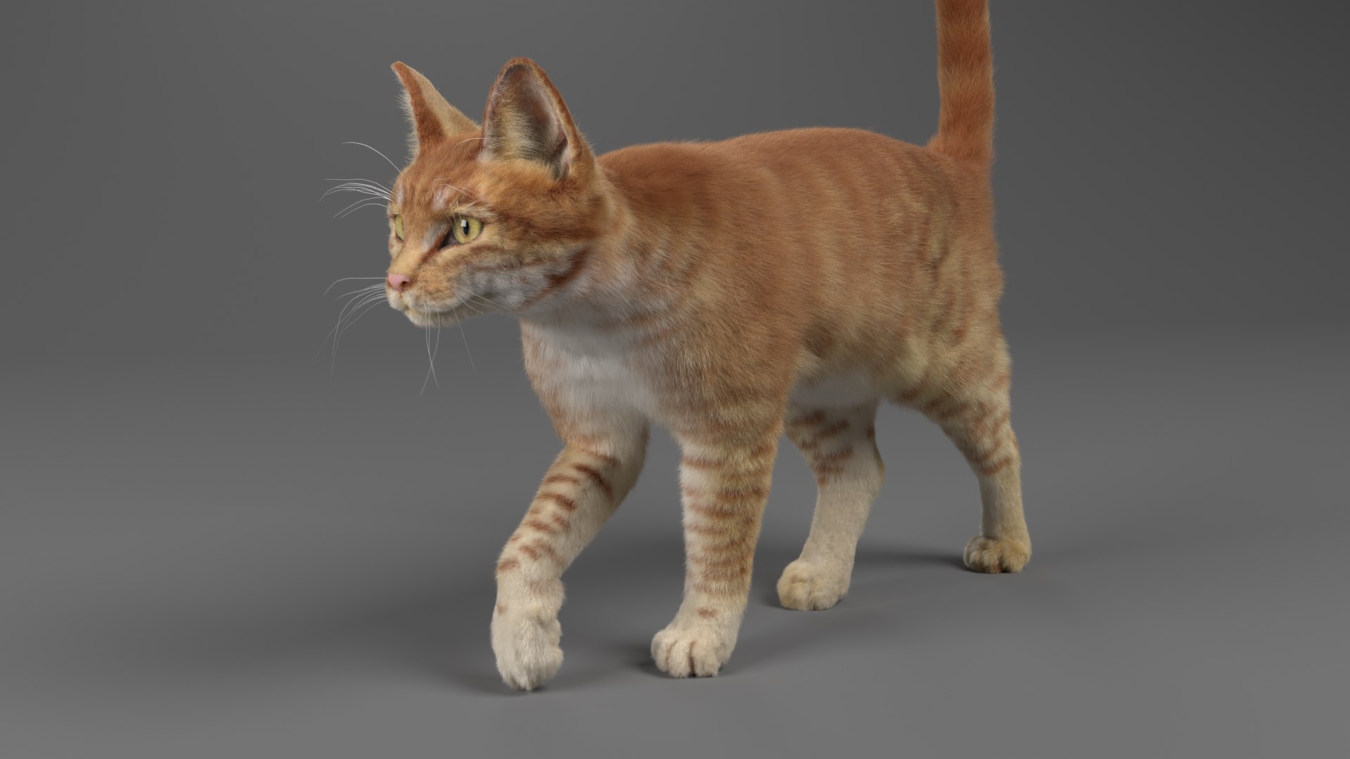 Cat Red Tabby ANIMATED Model - TurboSquid 2043860