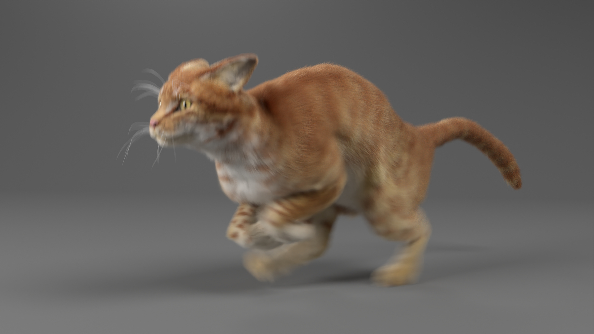 Cat Red Tabby ANIMATED Model - TurboSquid 2043860