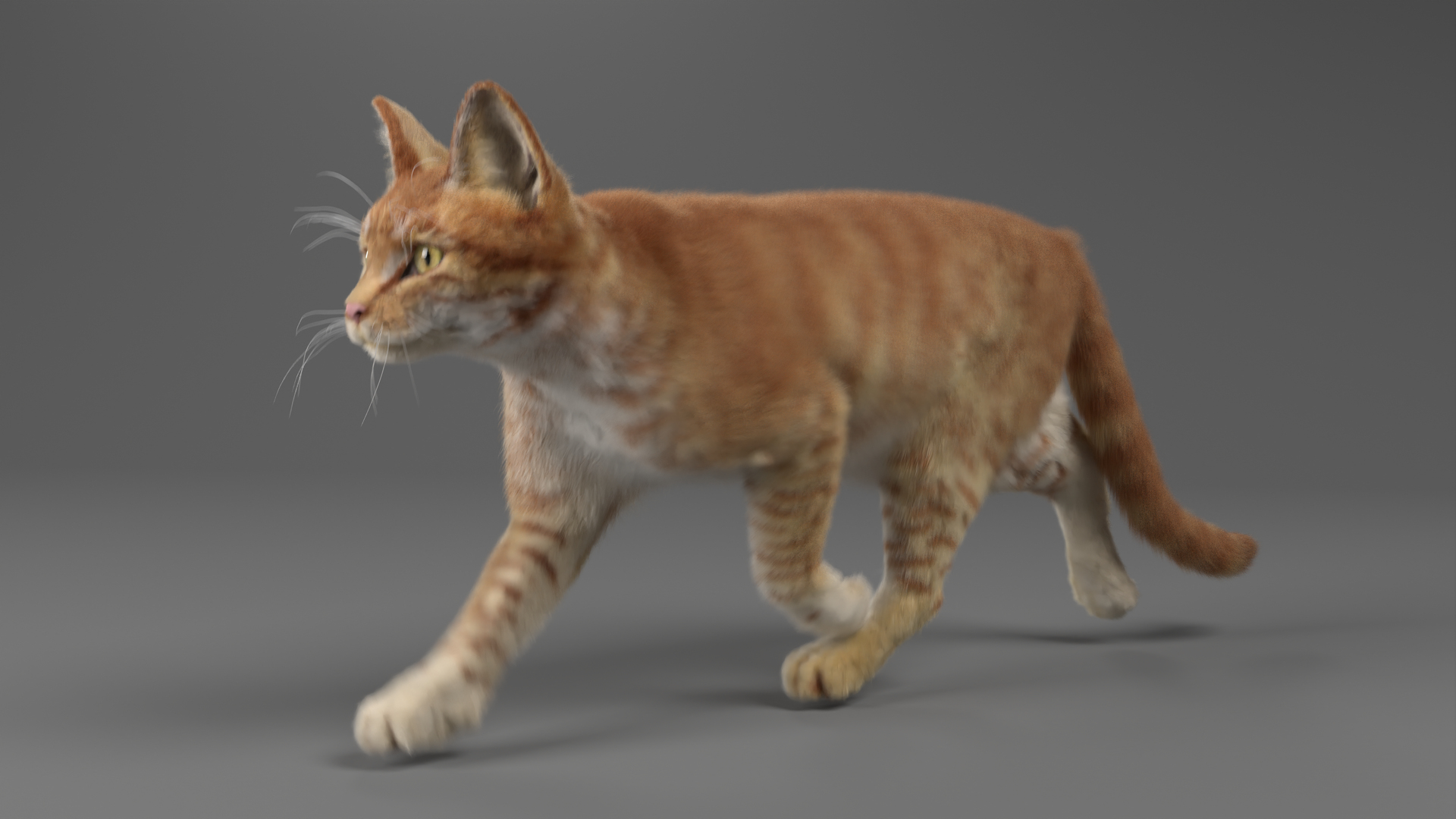 Cat Red Tabby ANIMATED Model - TurboSquid 2043860