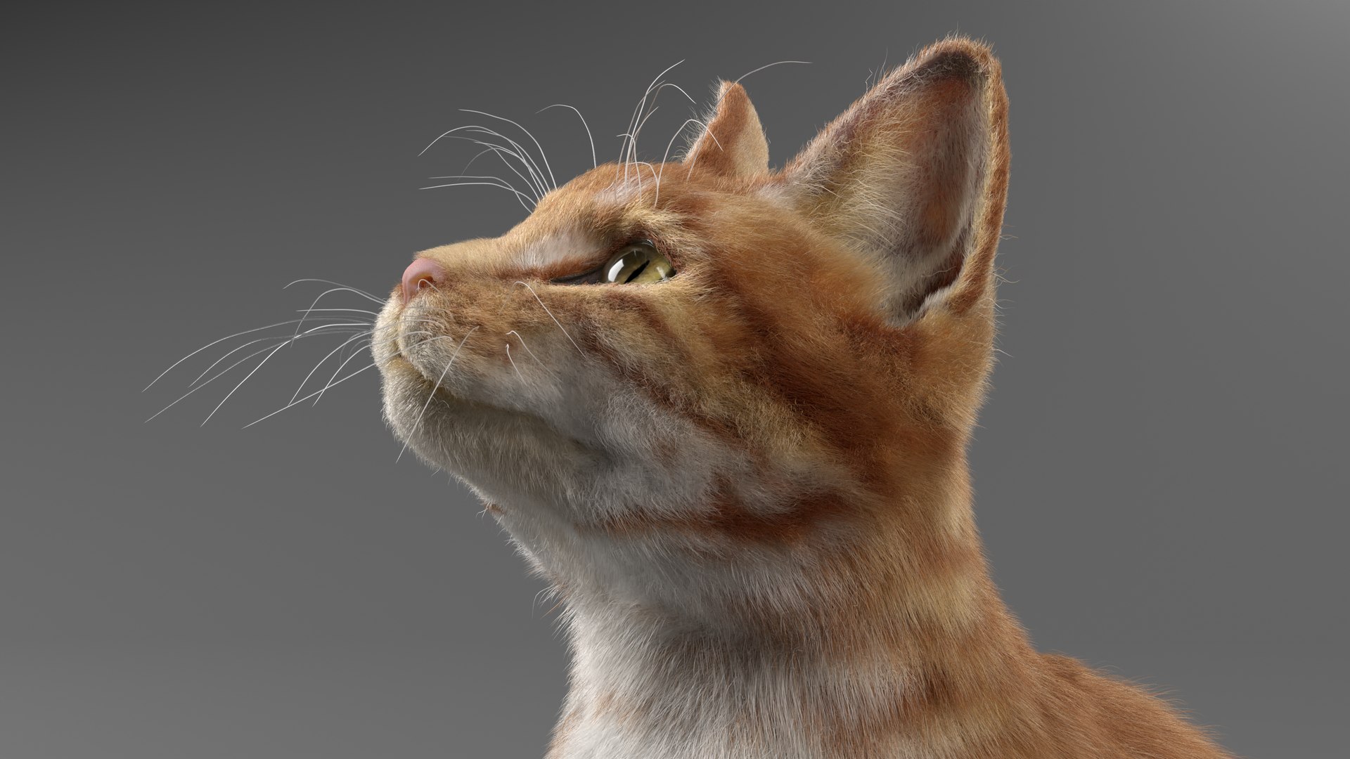 Cat Red Tabby ANIMATED Model - TurboSquid 2043860
