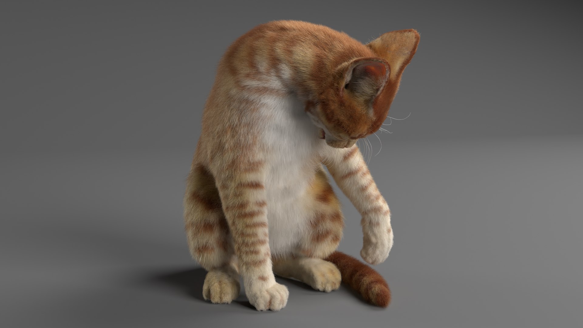 Cat Red Tabby ANIMATED model - TurboSquid 2043860
