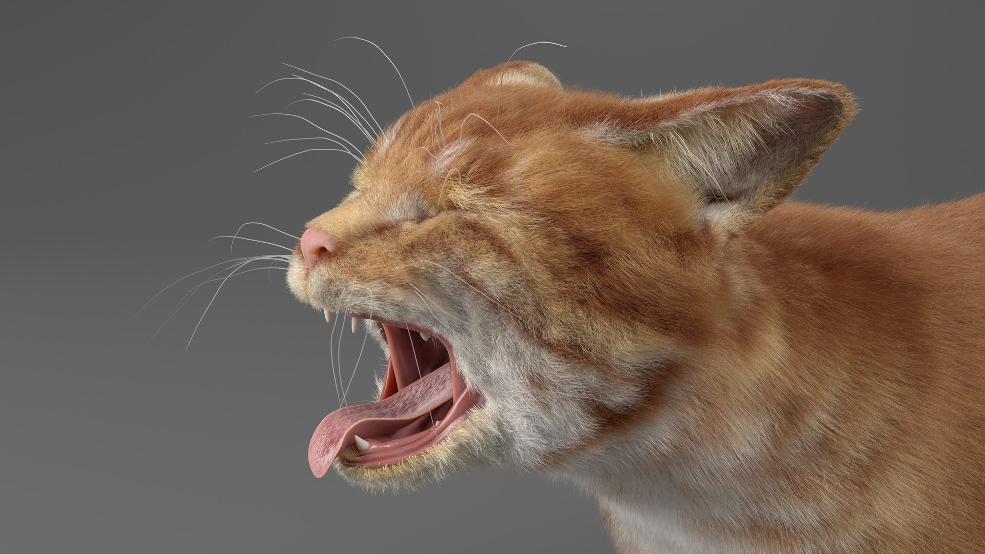 Cat Red Tabby ANIMATED model - TurboSquid 2043860