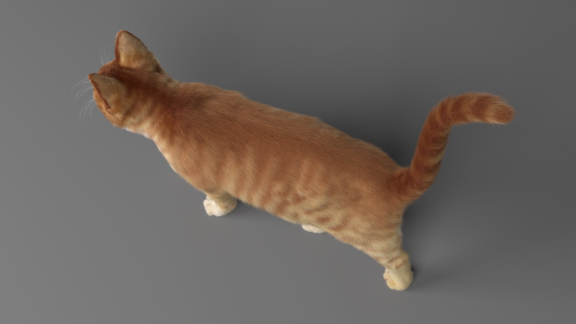 Cat Red Tabby ANIMATED Model - TurboSquid 2043860