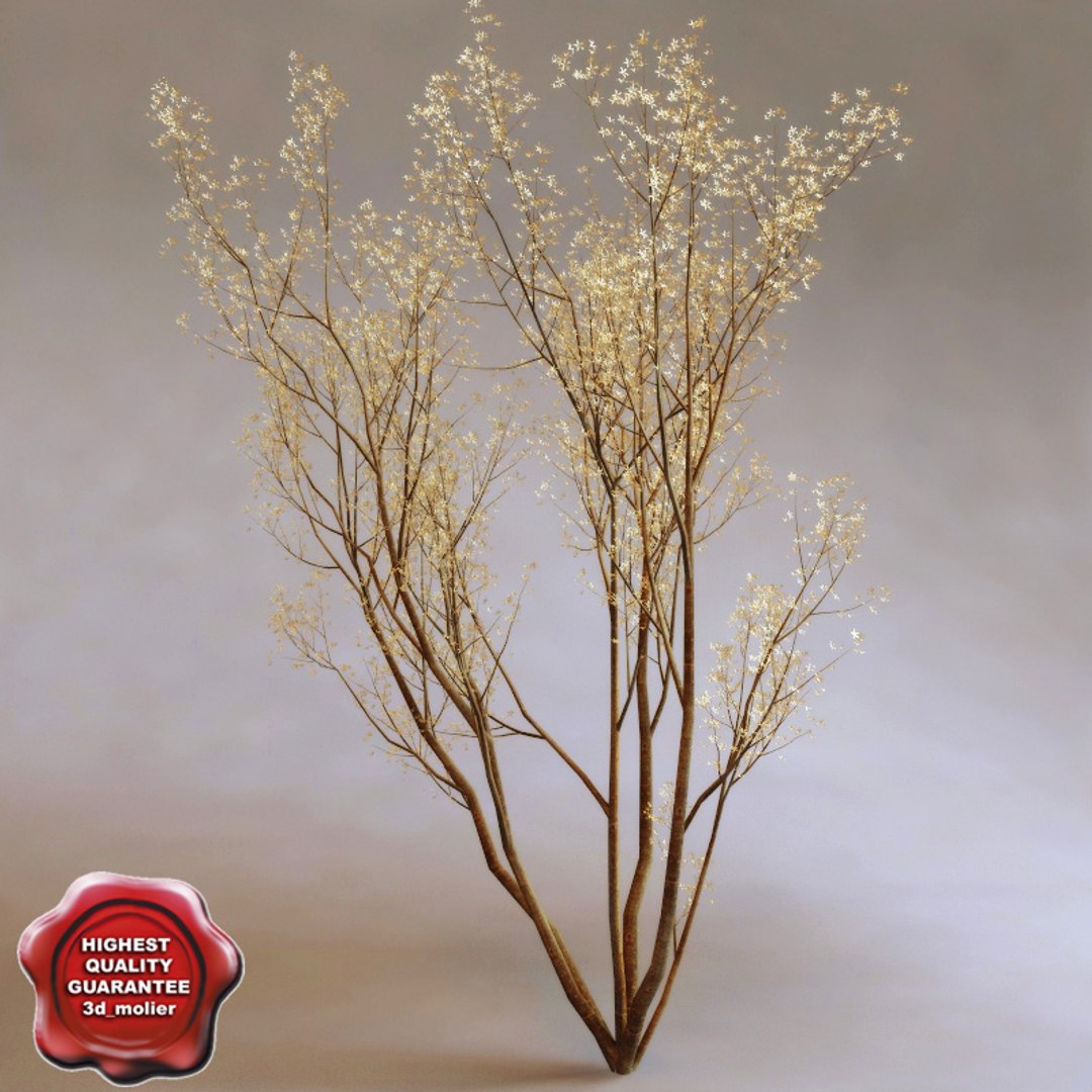 Service Berry Amelanchier Arborea 3d 3ds