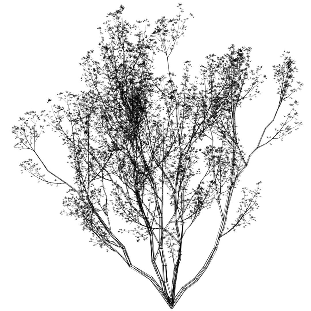 Service Berry Amelanchier Arborea 3d 3ds