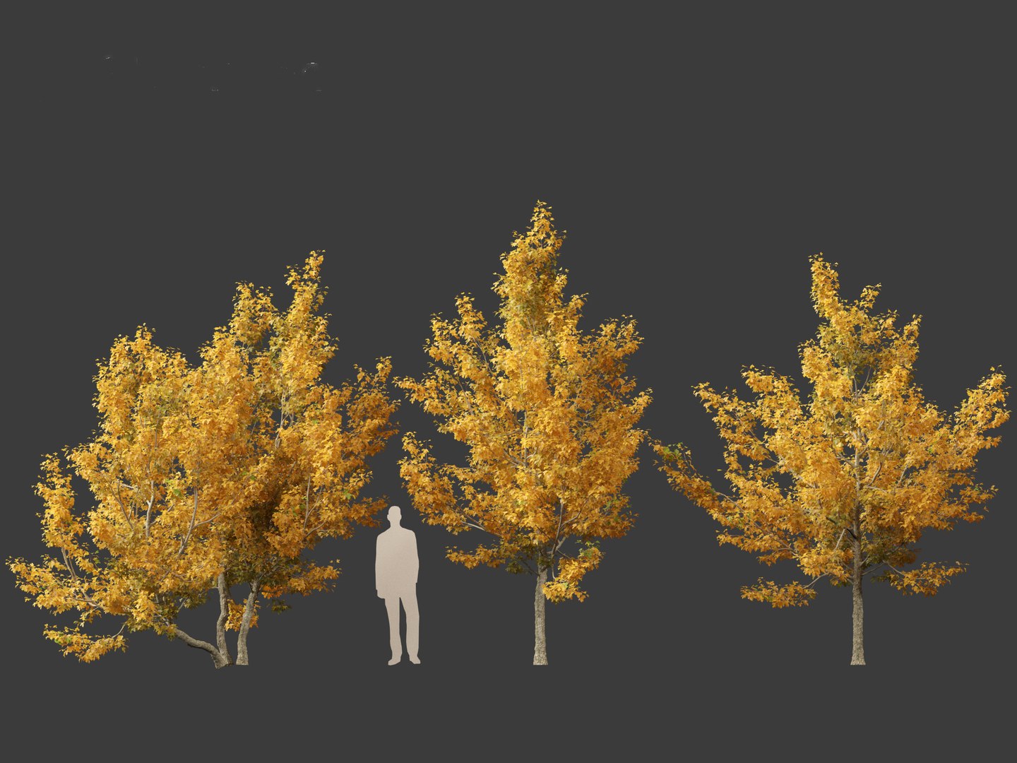 3D Acer Campestre - Hedge Maple 01 Model - TurboSquid 2096183