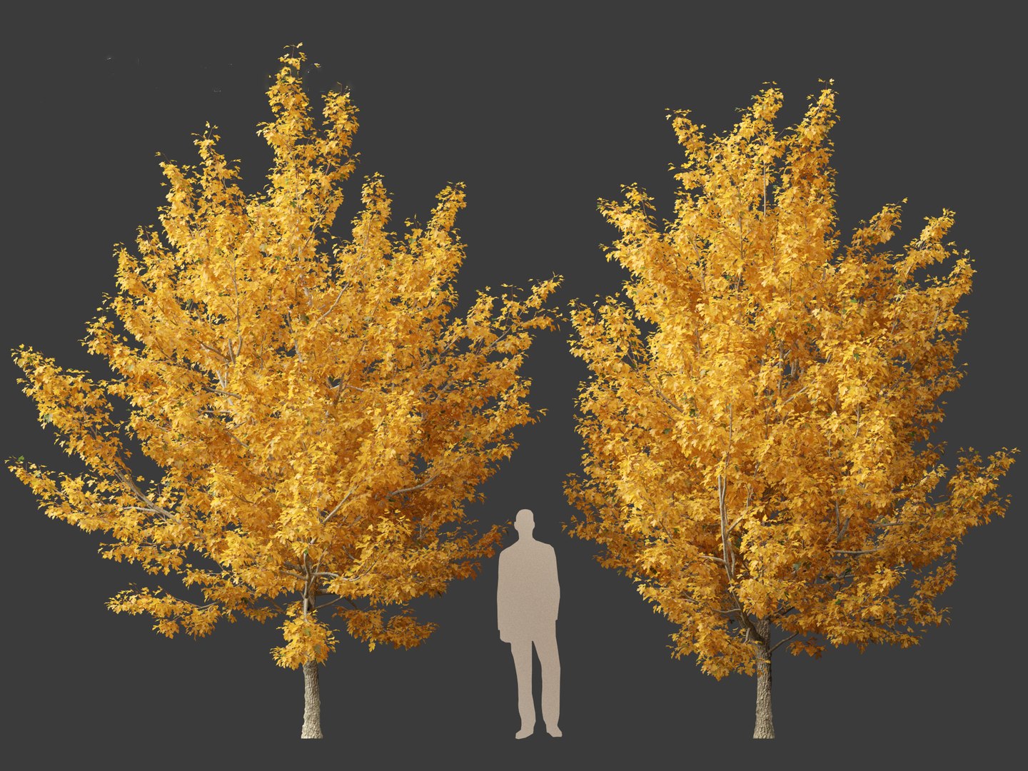 3D Acer Campestre - Hedge Maple 01 Model - TurboSquid 2096183