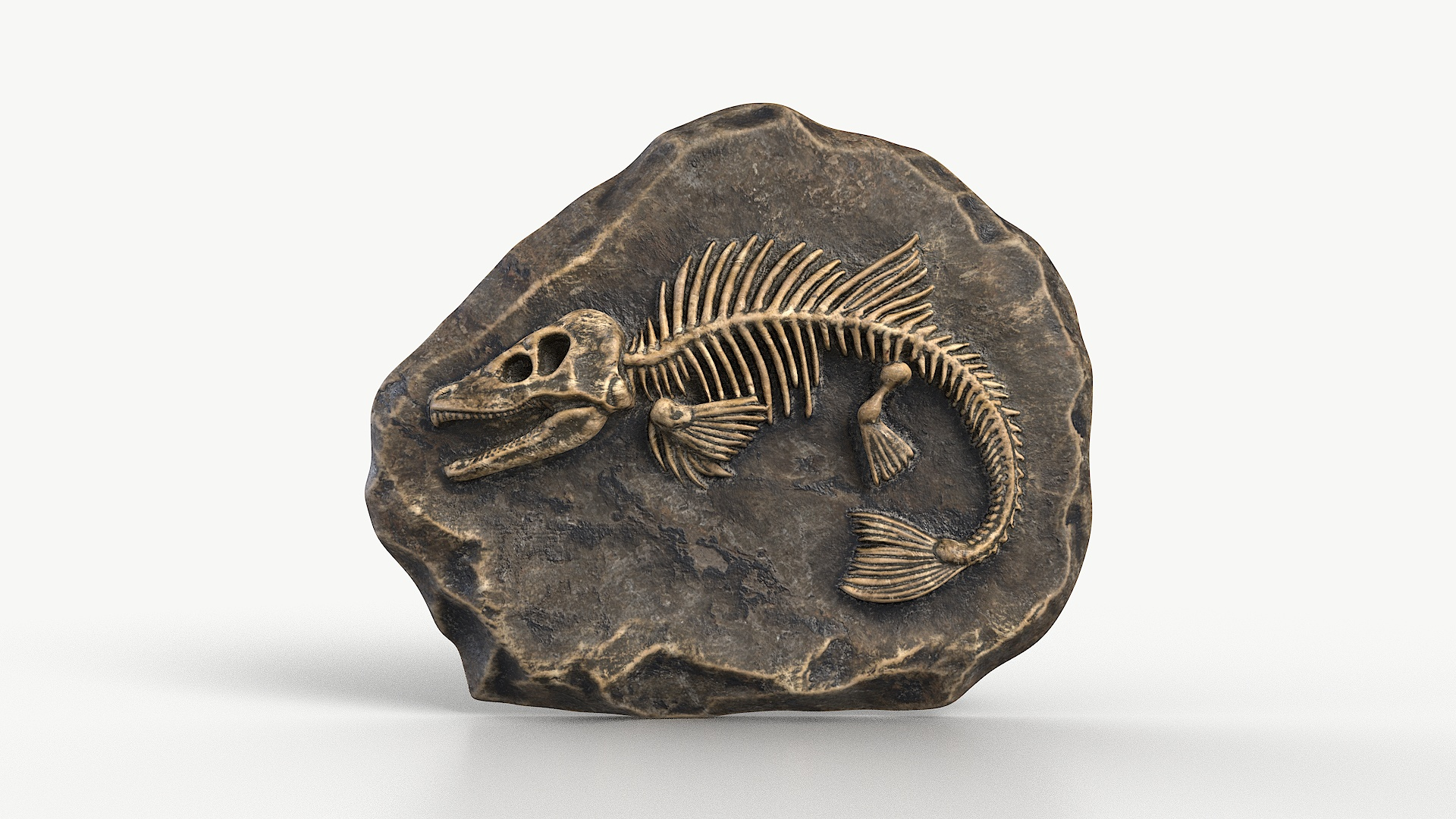 3D Model Prehistoric Fish Skeleton Fossil 022 Textured - TurboSquid 2303760