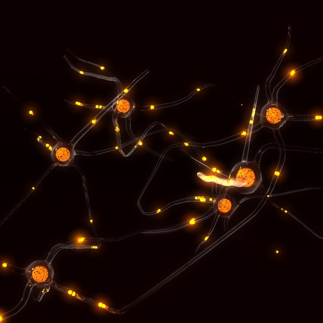 3d neurons works model