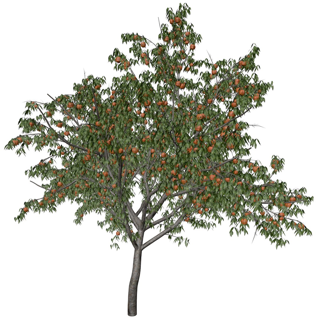 3D Peach Tree - 02 - - TurboSquid 2377593