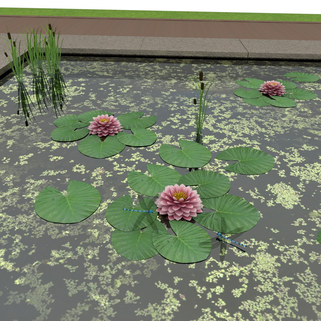 3D Pond - TurboSquid 1195347