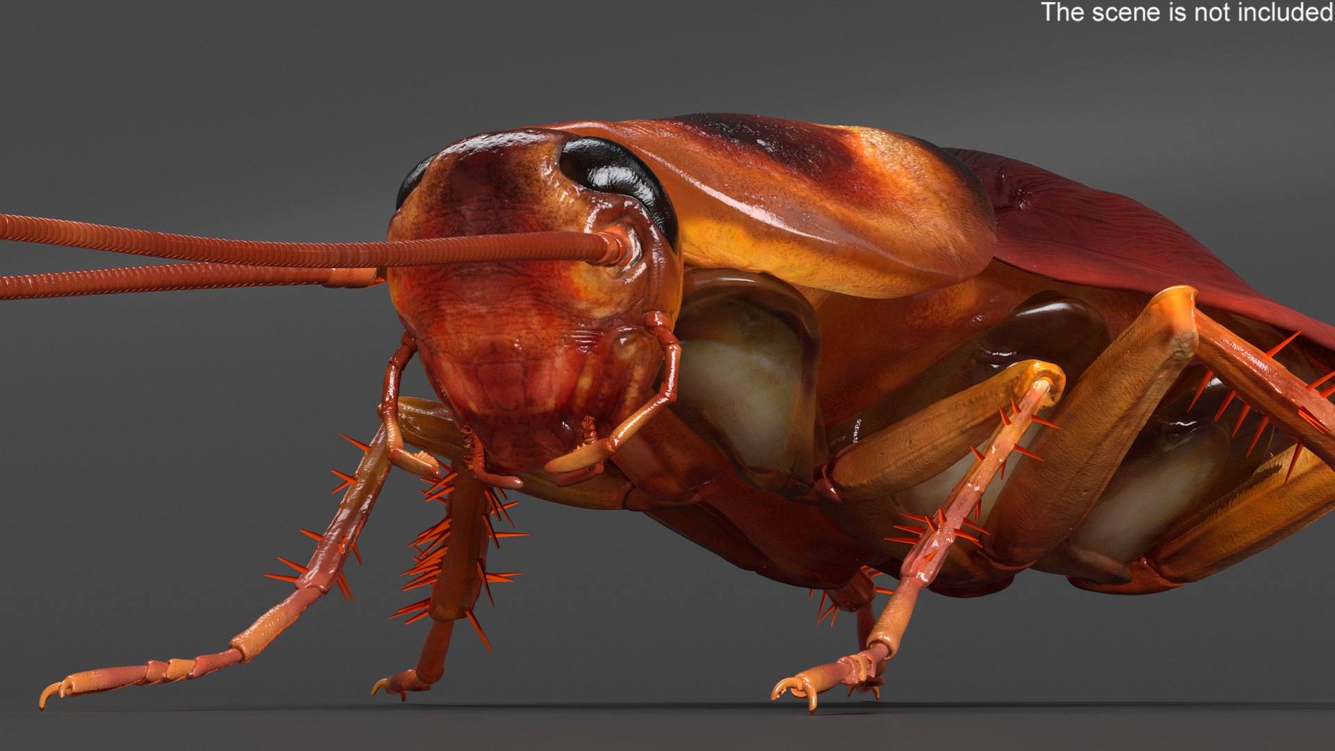 3D Realistic Cockroach Fur Rigged - TurboSquid 2384745