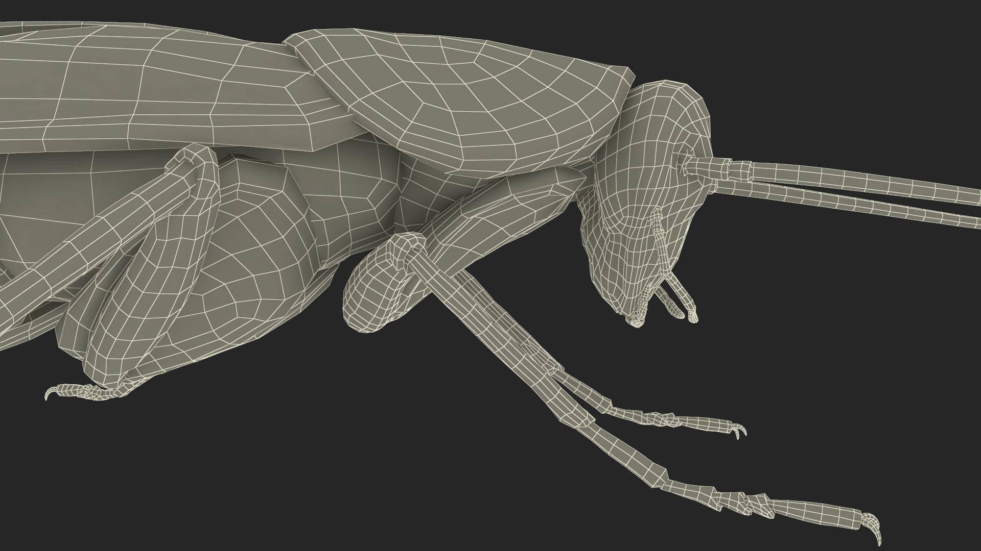 3D Realistic Cockroach Fur Rigged - TurboSquid 2384745
