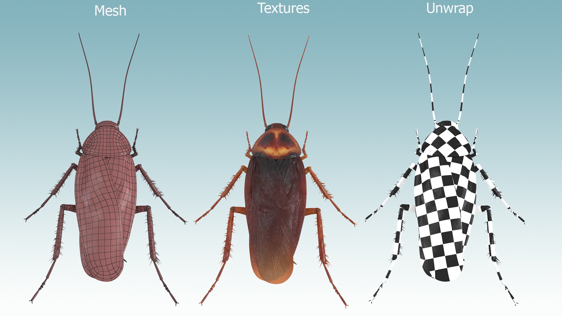 3D Realistic Cockroach Fur Rigged - TurboSquid 2384745