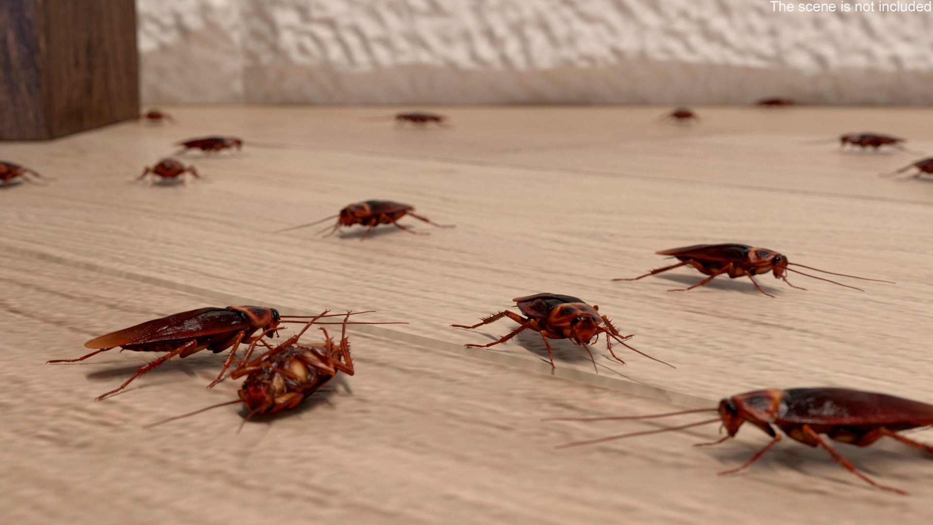 3D Realistic Cockroach Fur Rigged - TurboSquid 2384745