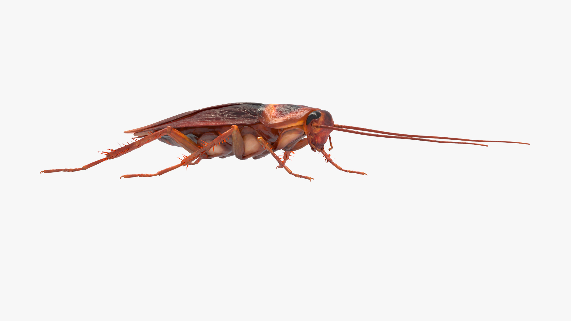 3D Realistic Cockroach Fur Rigged - TurboSquid 2384745