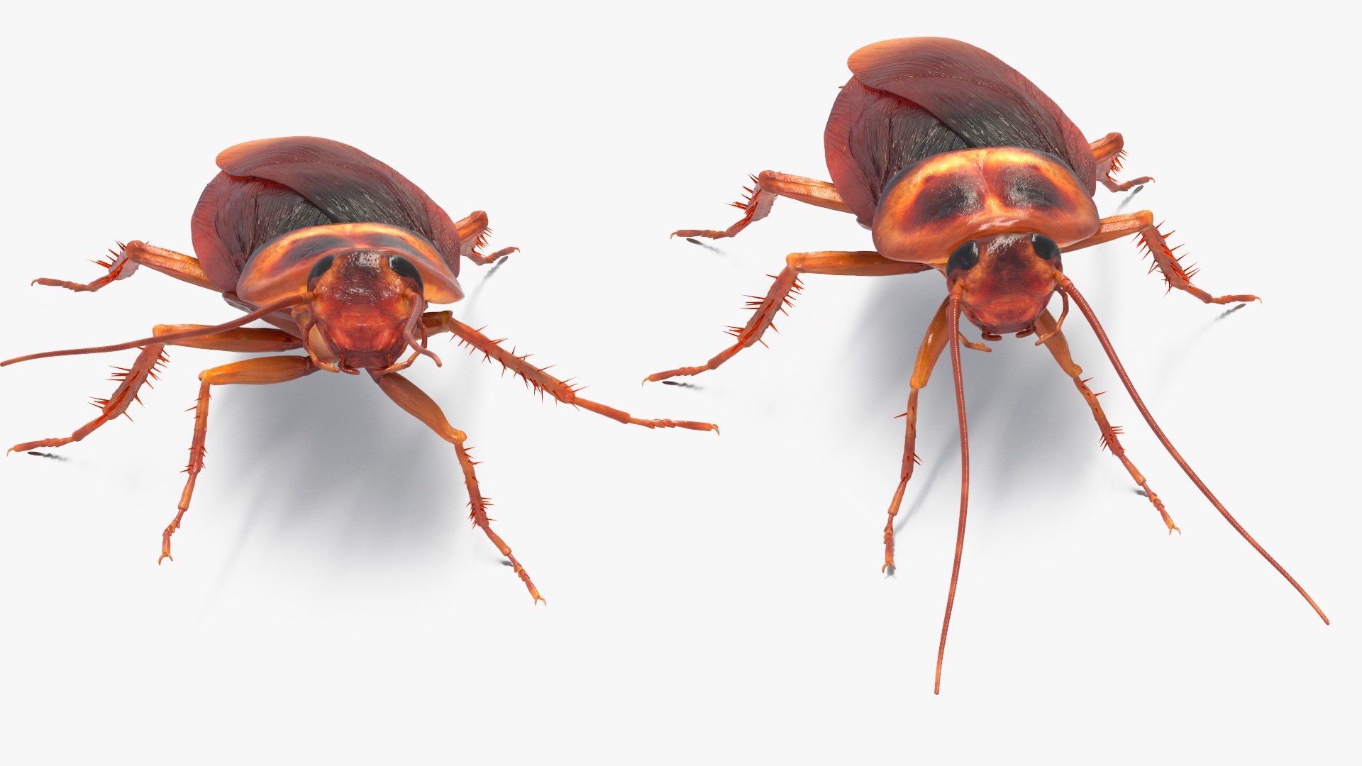 3D Realistic Cockroach Fur Rigged - TurboSquid 2384745