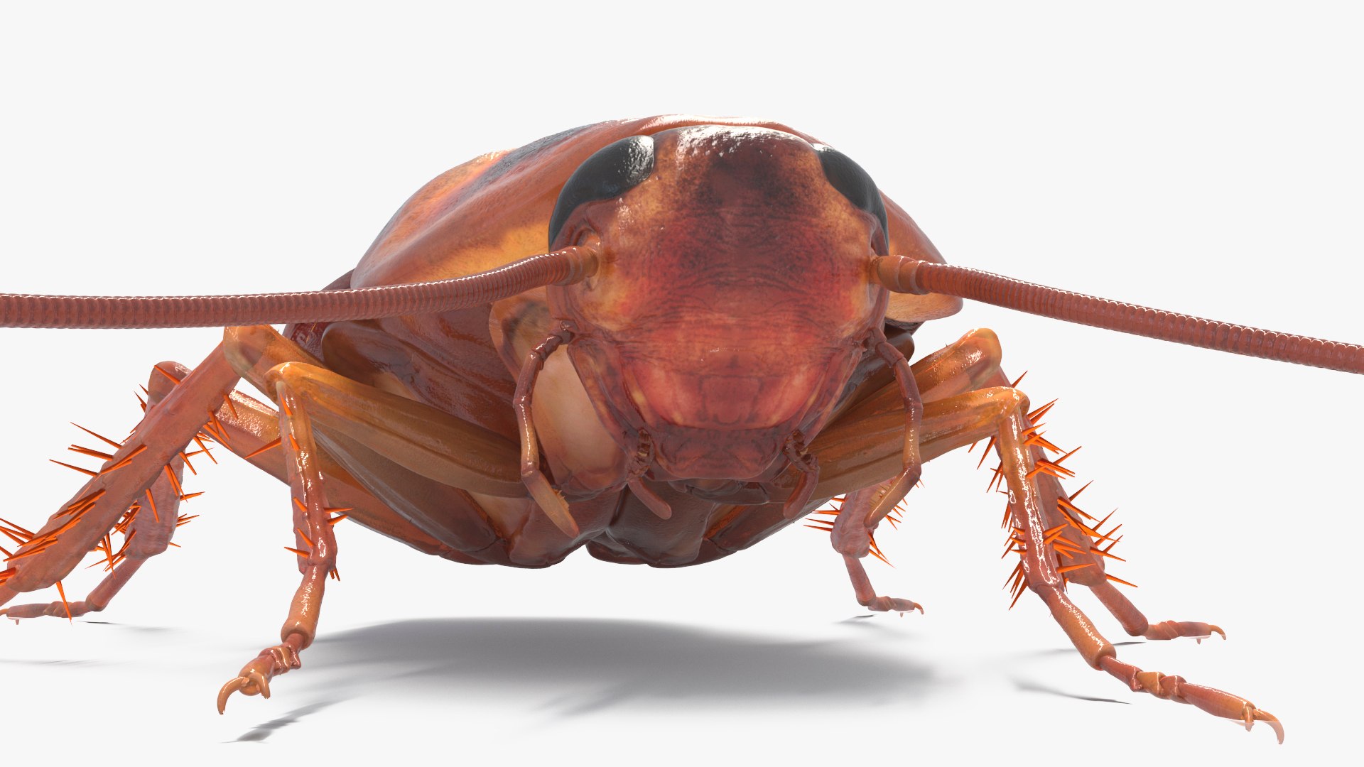 3D Realistic Cockroach Fur Rigged - TurboSquid 2384745