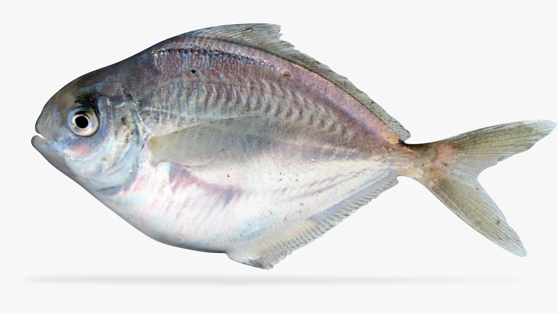 Butterfish fish 3D model - TurboSquid 1696484