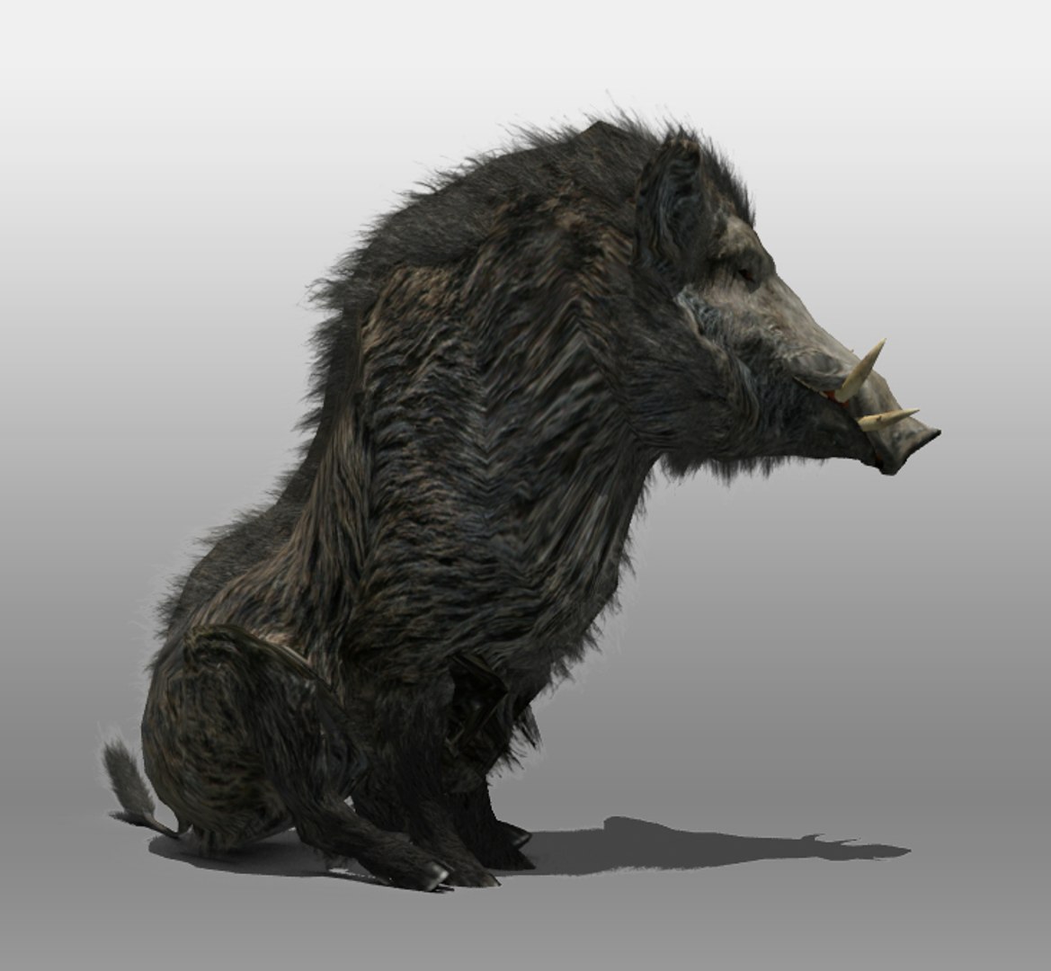 Wild Boar 3d Model