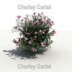 3D Oleander Models - Browse & Download Formats - TurboSquid