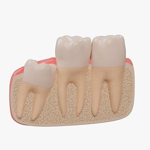 Tooth 3D Models for Download | TurboSquid