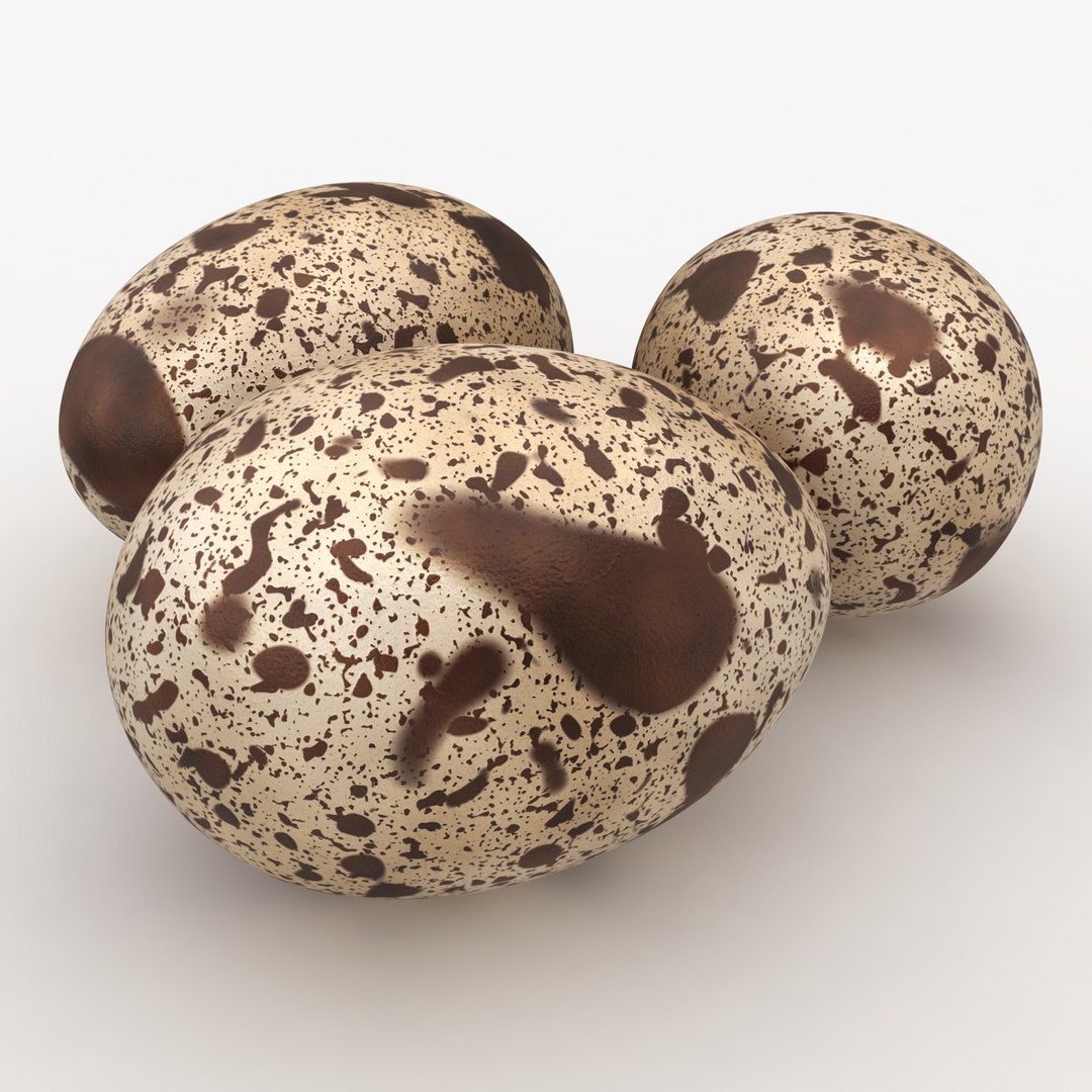 3d model realistic quail eggs